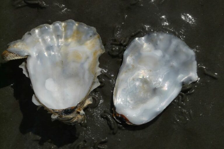 How to Clean Oyster Shells for Crafts | CleanerWiki